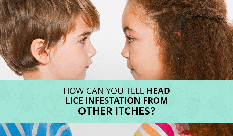The difference of Head Lice From Other Itches I Urgent Lice Removal